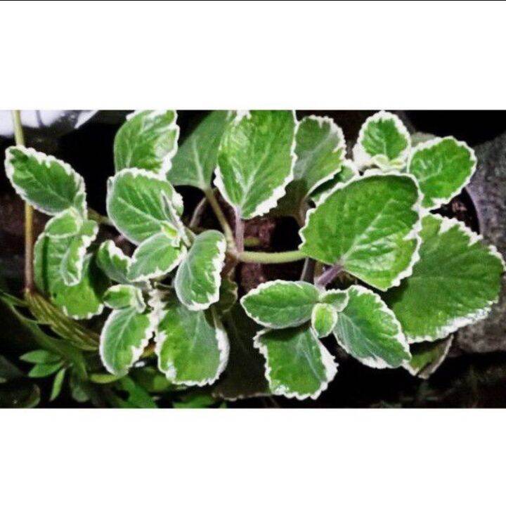 Variagated Oregano Origanum Vulgare Variagatum | Lazada PH