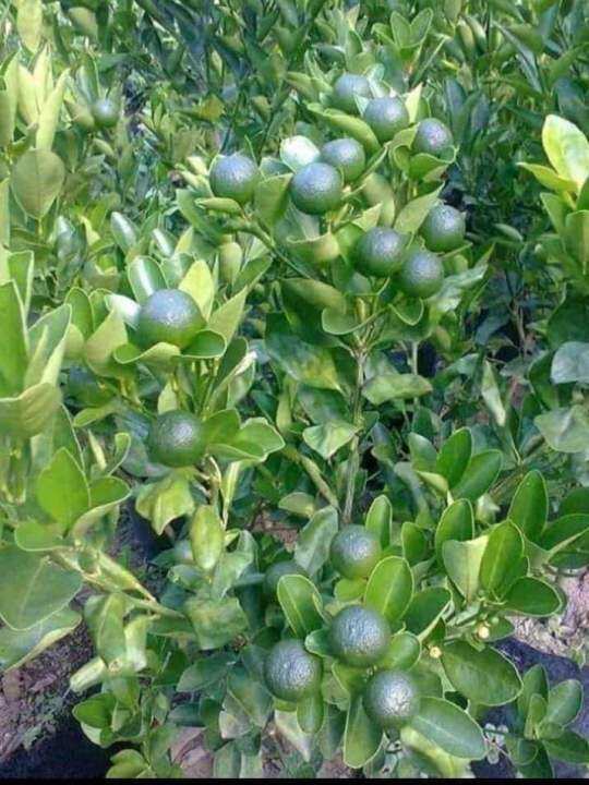 Calamansi Grafted Sintunis bearing fruit Citrus Hybrid Var | Lazada PH