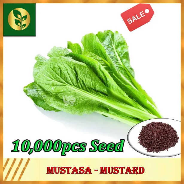 Mustasa Seeds | Mustard Seeds | Vegetables seeds | Golden Plant and ...