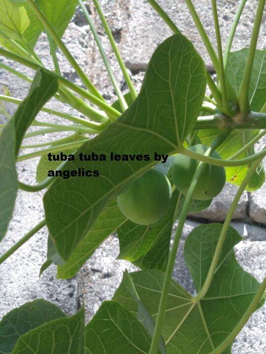 tuba tuba leaves | Lazada PH