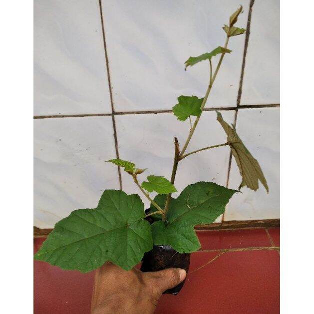 Benih Molucca Raspberry / Berry Hutan / Hareu'eus. | Lazada Indonesia