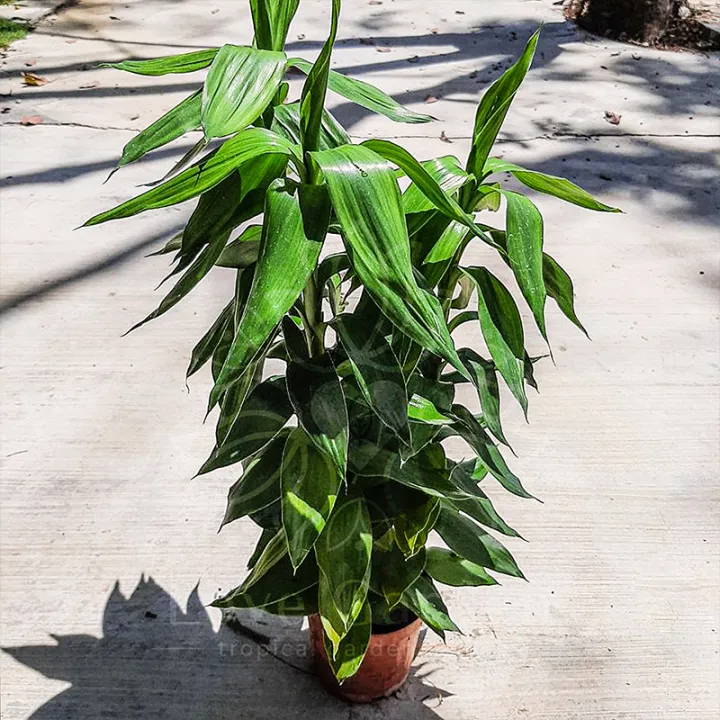 LOVE GARDEN - Pokok Buluh Bertuah | Lotus Bamboo | Dracaena Compacta ...