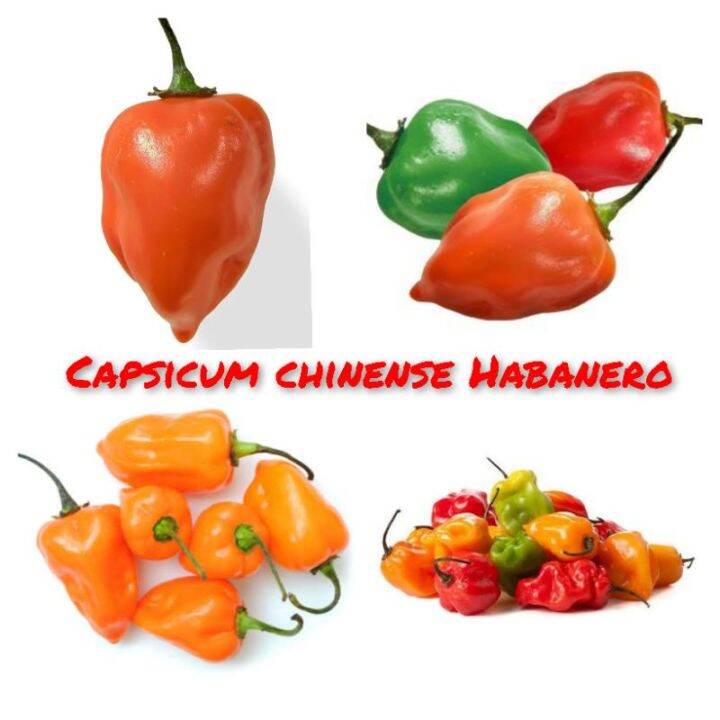 20 benih Cabai Gendol . Gendot, Habanero (Capsicum chinense) | Lazada ...