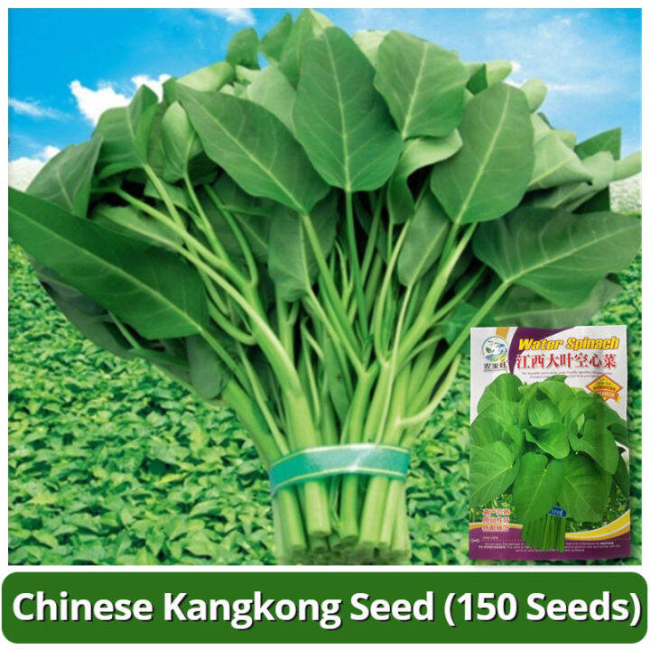 High Yield Big Leaf Water Spinach Seeds (150 Seed) Chinese Upland ...