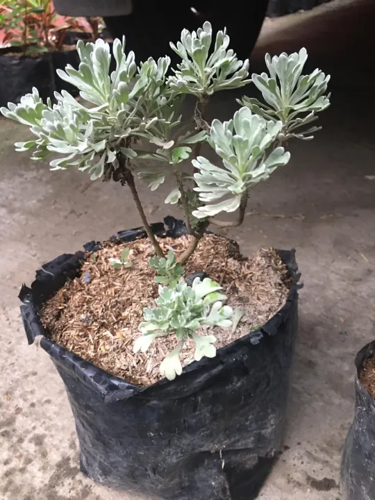 Ang Heng Ho The Most Luckiest Plant in 2020 | Lazada PH