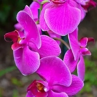 Tanaman hias Anggrek Dendrobium purple STAR | Lazada Indonesia