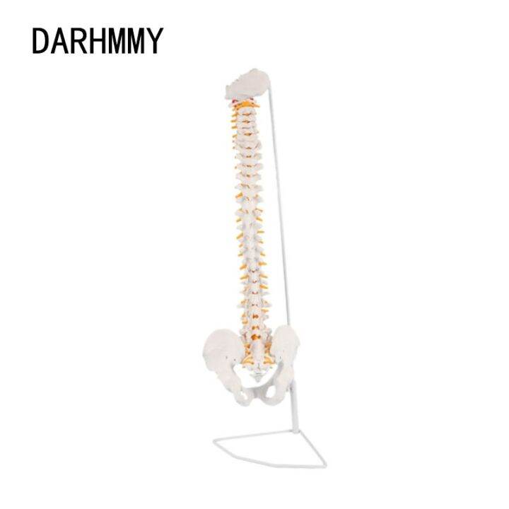 DARHMMY 85cm Hanging Human Flexible Spine Model Vertebral Column Life ...