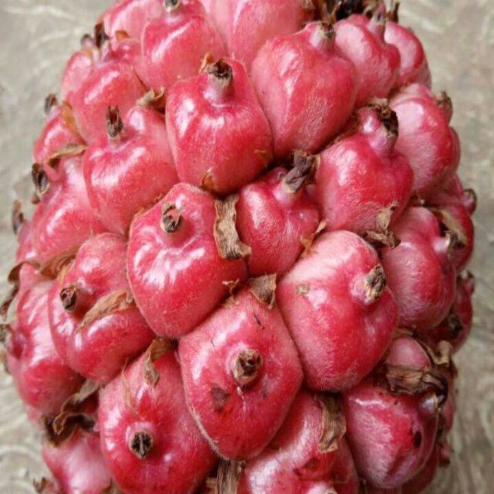 BUAH HONJE ATAU BUAH KECOMBRANG 500 GRAM | Lazada Indonesia