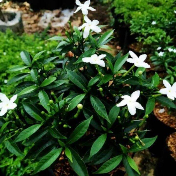 Bibit bunga rombusa | Lazada Indonesia