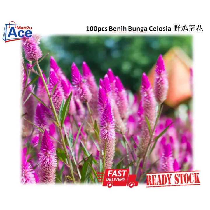 .RS. 100pcs Benih Bunga Balung Ayam Celosia Seeds 野鸡冠花种子 Biji benih ...