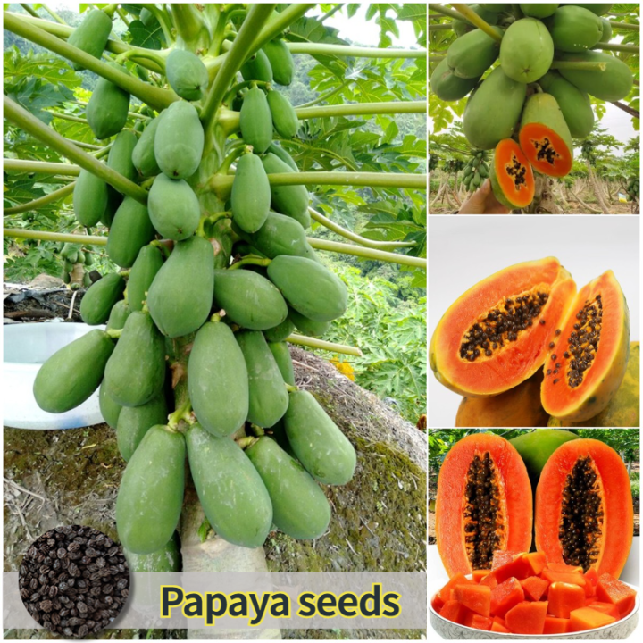 [Easy to grow in the Philippines] 10pcs Bonsai Papaya Seeds for ...