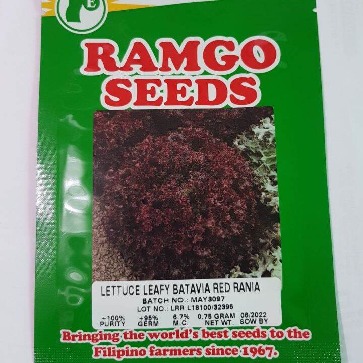 RAMGO SEEDS Lettuce Leafy Batavia Red Rania Packet Size | Lazada PH