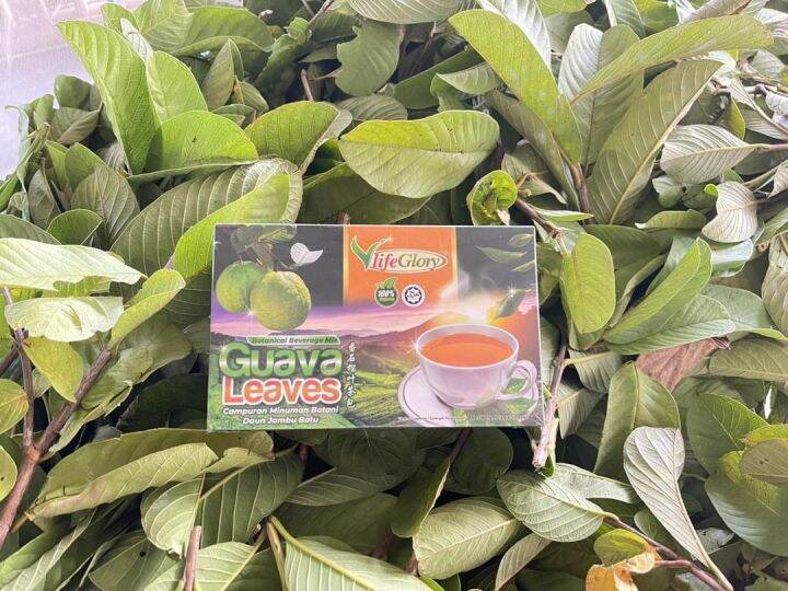 Guava Leaves Tea Teh Daun Jambu Batu V Life Glory 100% Organic HALAL ...