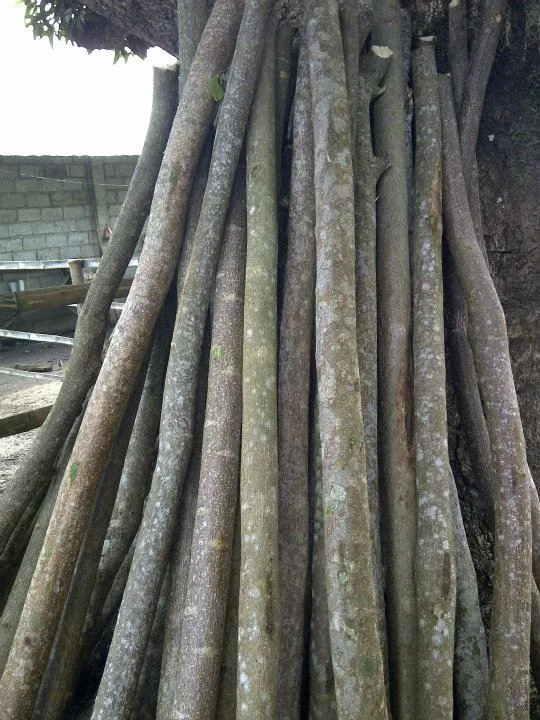 Kakawate or Madre de Cacao Cuttings 12 pcs | Lazada PH