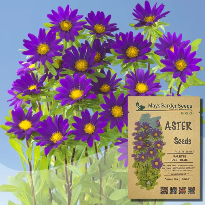 Aster Palette Deep Blue, Palette Series, Callistephus Chinensis Seeds ...