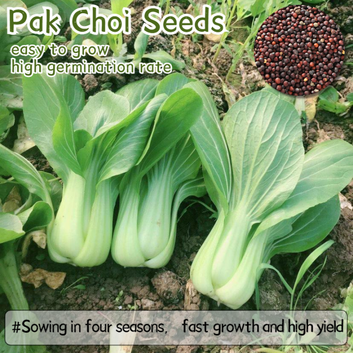 [Easy To Grow In Malaysia] High Yield Pak Choi Seeds Green Pakchoi Seeds Vegetable Seeds for ...