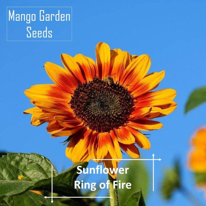 Ring of Fire Sunflower Seeds - 12 Seed *Pot Friendly* Tanam Pasu Bunga ...