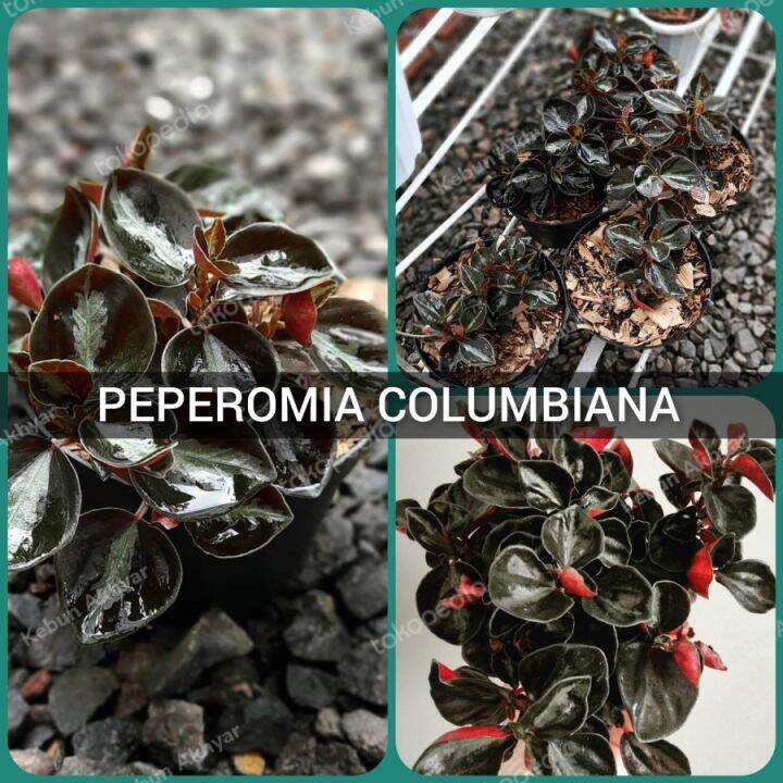 Peperomia Columbiana Tanaman Hias Tanaman Yang Lagi Viral Metalica ...