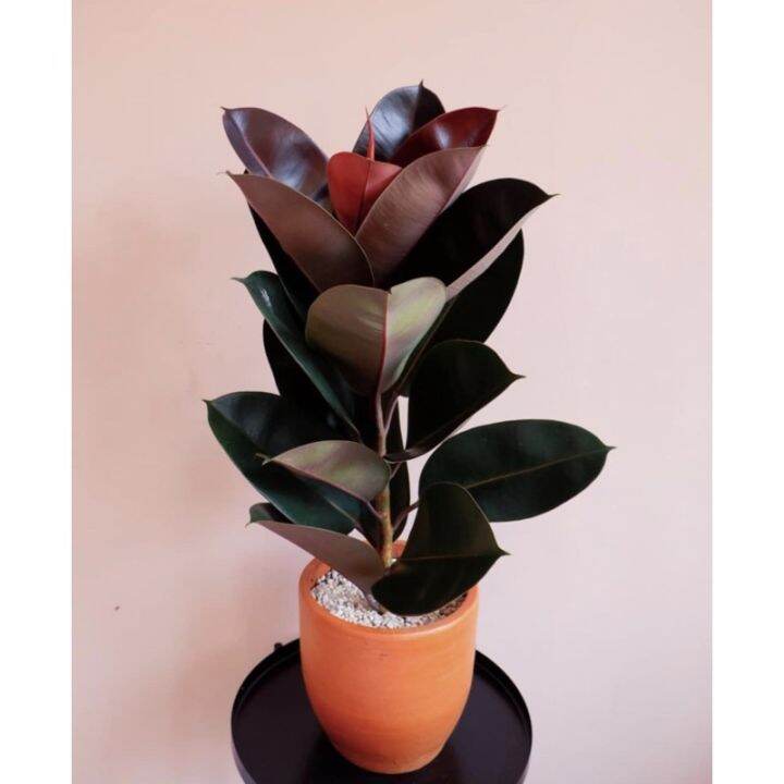 Tanaman hias indoor karet kebo pohon karet kebo dalam ruangan-(tanaman ...