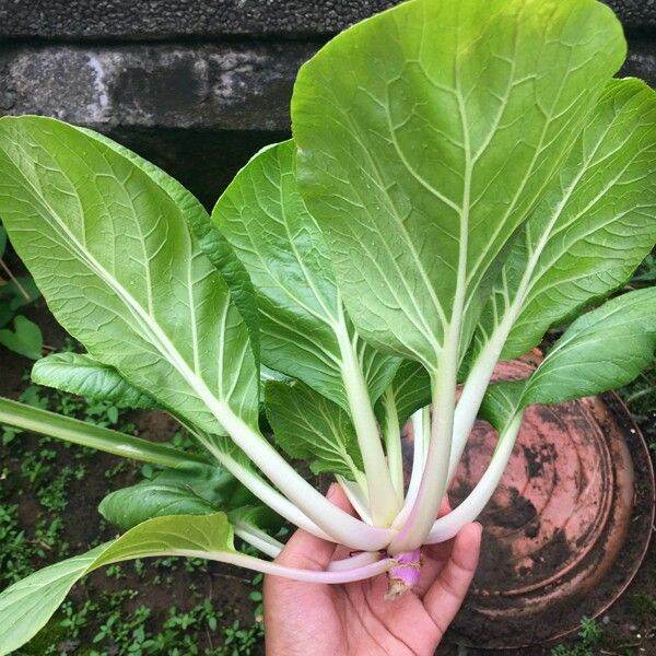 Petchay Seeds - Pavito Pechay Seeds Leafy Vegetable Seeds | Lazada PH