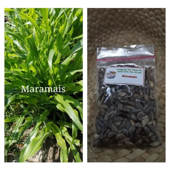 Mara mais seeds or Maramais (220 to 240 seeds/ pack or 60 to 70 seeds ...