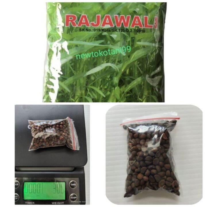 ( REPACK ) Benih kangkung repack 500 butir kangkung daun lebar Rajawali ...