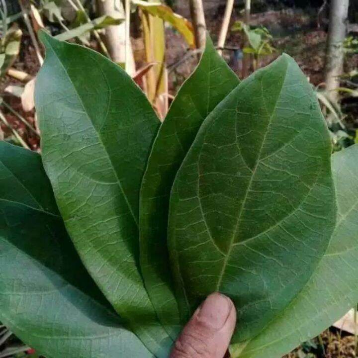 DAUN CINCAU HIJAU PERDU SEGAR 1 KG | Lazada Indonesia