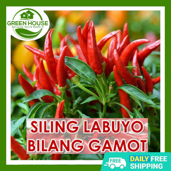 [Green House] Siling Labuyo Seeds for Planting Vegetable Plants (+/-50 ...