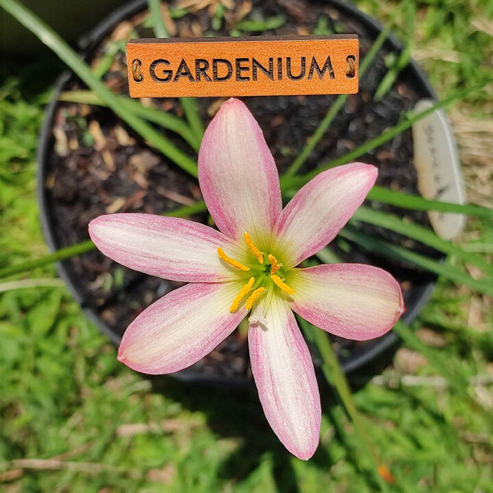 Umbi Bunga Rain Lily Jongkrak - Rainlily Zephyranthes Hybrid Import ...