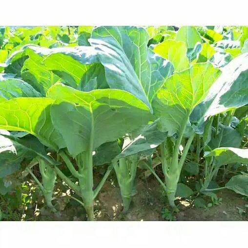 Ufairah Benih Chinese Kale Sayur Kailan Vegetables Easy Growing ...
