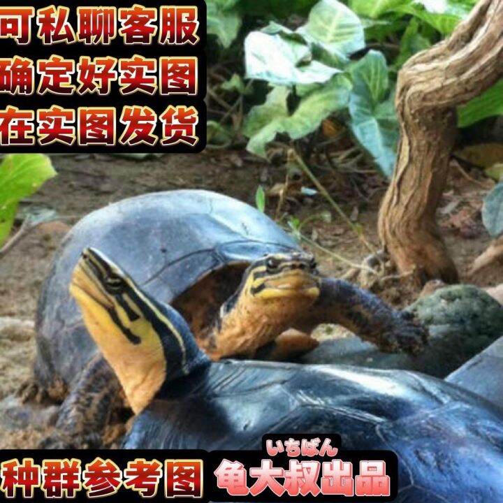 Anbu turtle line Anbu turtle Anbu seedling yellow-edged cage turtle ...