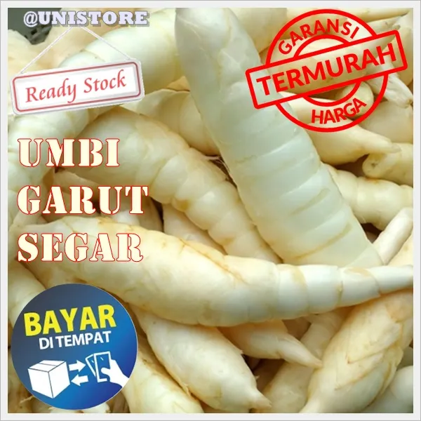Umbi Garut segar 1kg | Obat Asam Lambung | Lazada Indonesia