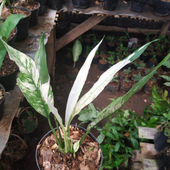 tanaman hias spatufilum varigata atau peach lily varigata | Lazada ...