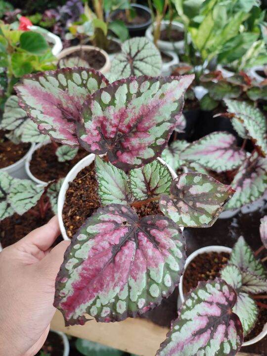 Rare Begonia "Rex Salsa" with FREE white plastic pot, pebbles and ...