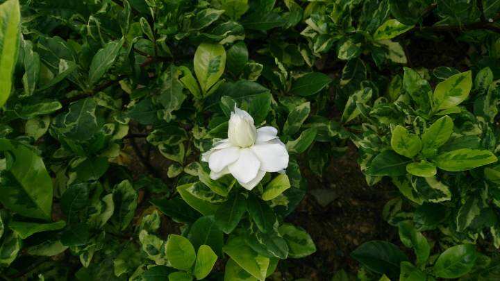 MM- Variegated Cape Jasmine Sapling / Anak Pokok Bunga Cina berlapis ...