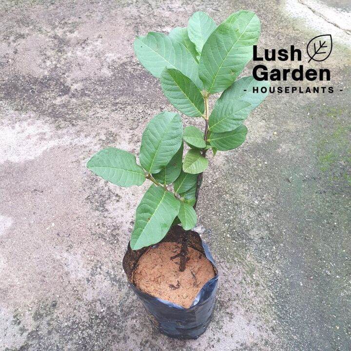 Seedless Guava Tree/ Pokok Buah Jambu 番石榴树苗 Fruit Tree Live Plant [Lush ...