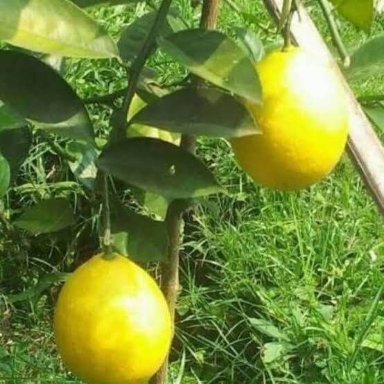 Pohon Jeruk Lemon Jumbo Tanaman Jeruk Lemon Jumbo | Lazada Indonesia