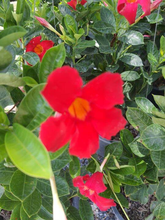 Mandevilla Aloha Red ต้นจันทร์ดารา สีแดง ไม้เลื้อย สูง 70 cm ในกระถาง 8 ...