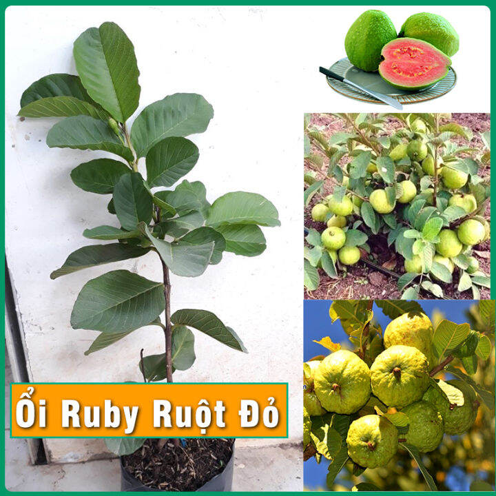 Cây Giống Ổi Ruby Ruột Đỏ không hạt khỏe mạnh phát triển tốt và cực ít ...