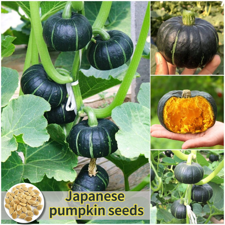 [Fast Germination] 10pcs Fresh Japanese Pumpkin Seed Organic Vegetable ...