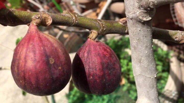 ต้นสมบูรณ์มาก Figs ต้นมะเดื่อฝรั่ง พันธุ์ BTM6 (ญี่ปุ่น) อร่อย หวาน หอมมากๆ รากแน่นๆ จัดส่งพร้อม ...