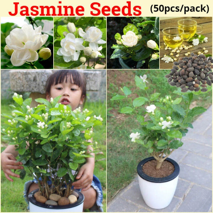 Malaysia Ready Stock 50pcs Jasmine Seeds Edible Jasmine Seedlings ...