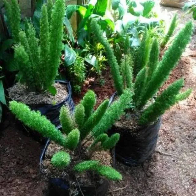 Tanaman hias ekor tupai pohon ekor tupai | Lazada Indonesia