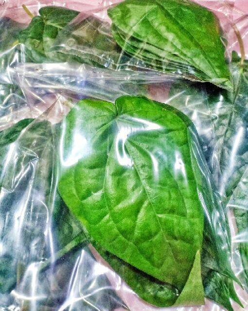 10 Helai Sireh Kampung/ Sireh Melayu SEGAR dari Pokok | Lazada