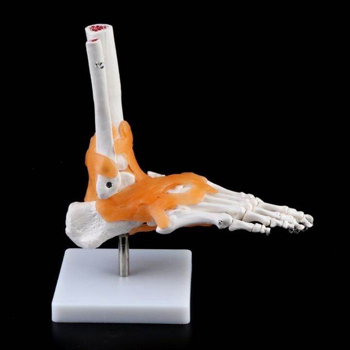1: 1 Human Skeleton Human Model Joint Medical Anatomy Ankle Ligament ...