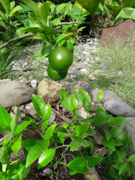 dalandan Plant with FREE plastic pot, pebbles and soil. Real Plants not ...