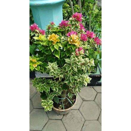 Bougenville singapur varigata merah fanta dan kuning | Lazada Indonesia