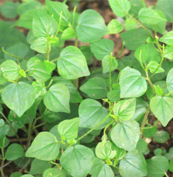 Pansit-Pansitan (Peperomia pellucida) - Herbal Edible Plant | Lazada PH