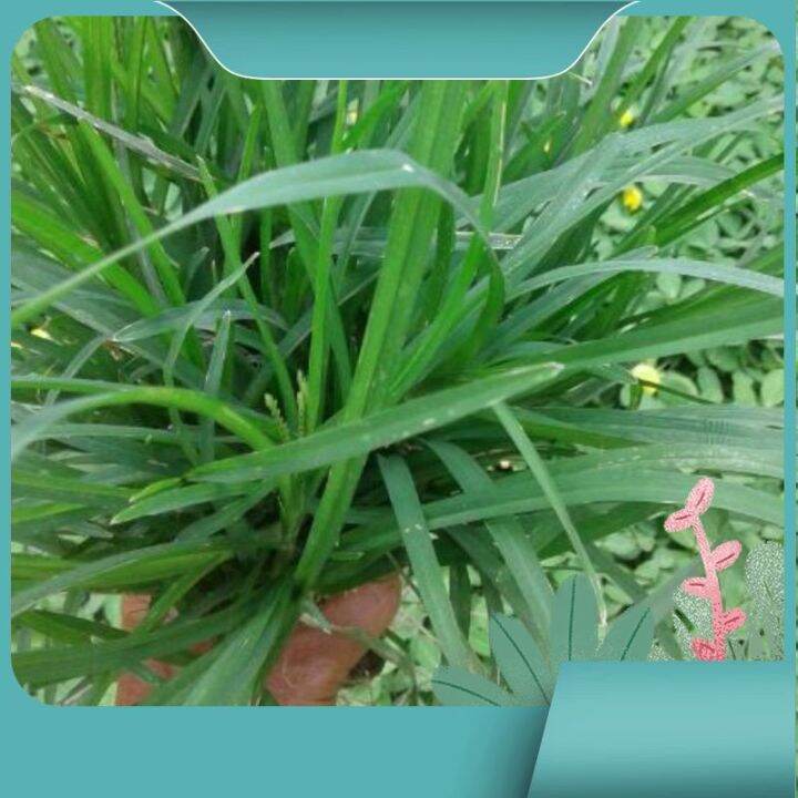 Daun Tanaman Rumput Belulang atau jampang untuk kecantikan kulit wajah ... Daun Tanaman Rumput Belulang atau jampang untuk kecantikan kulit wajah ...
