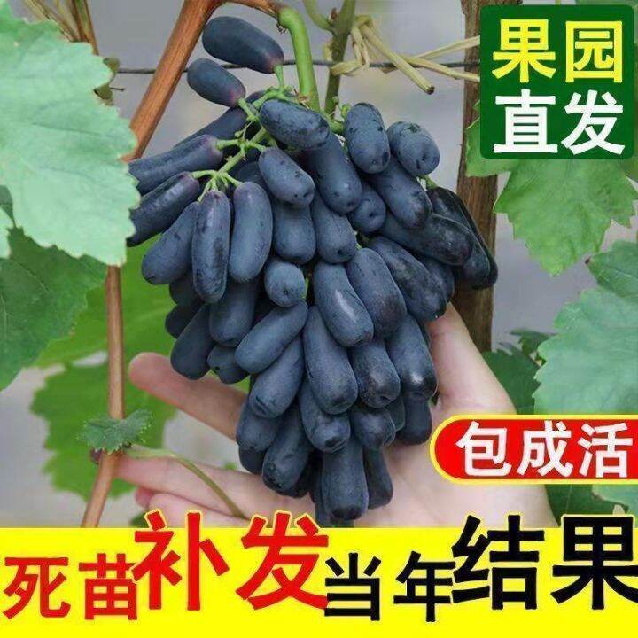 buy three get six free(Not Plants) Kyoho grape fruit tree seedlings ...